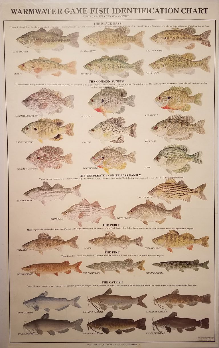 Warmwater Game Fish Identification Chart | Abreu Gallery