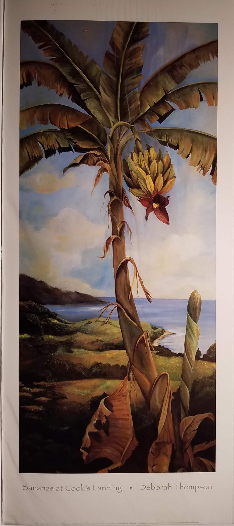 Bananas at Cook's Island | Abreu Gallery